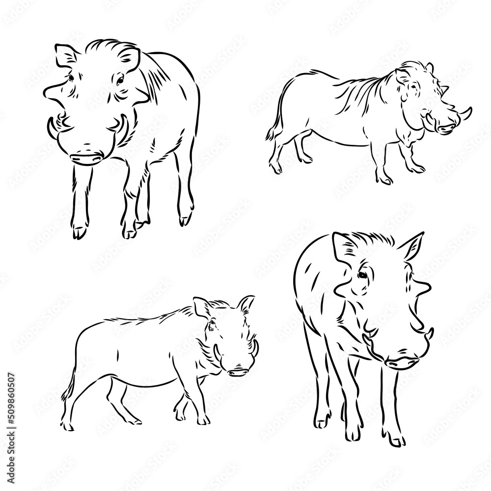 Black and white vector line drawing of a Warthog's face Stock Vector ...