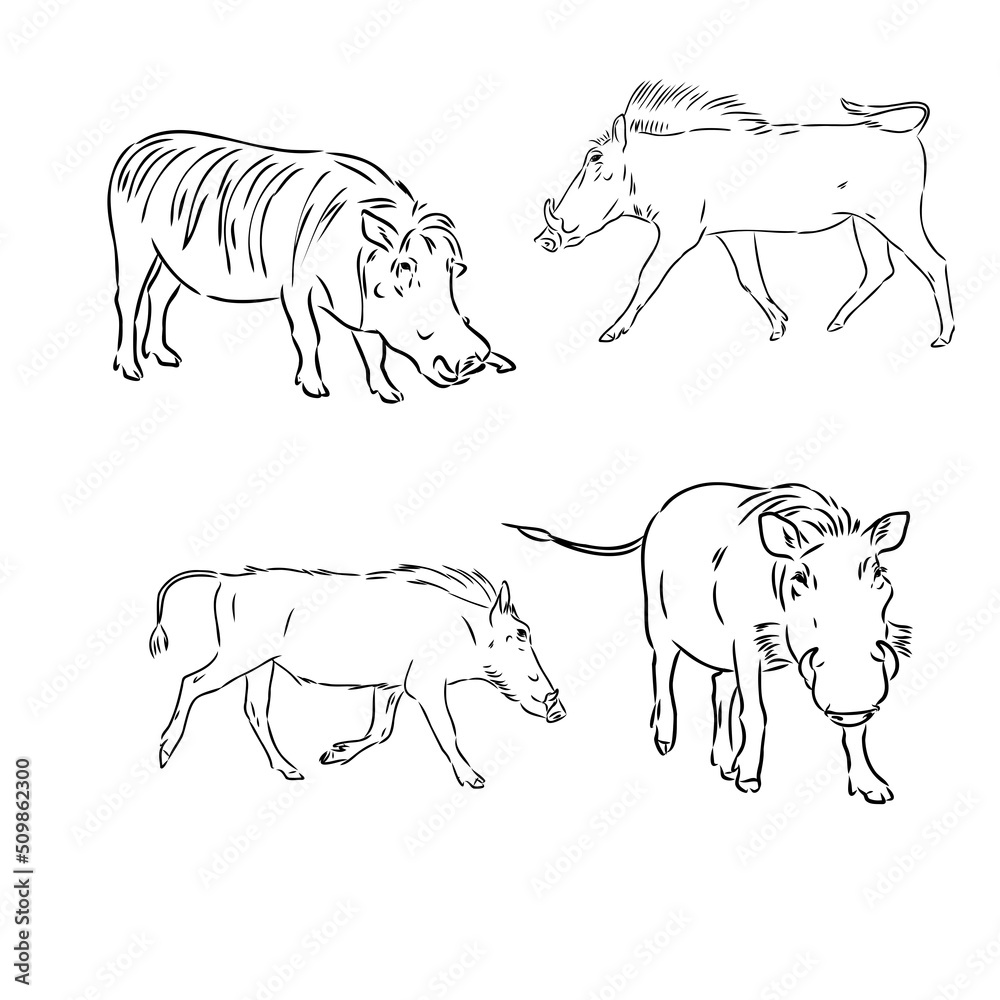 Black and white vector line drawing of a Warthog's face Stock Vector ...