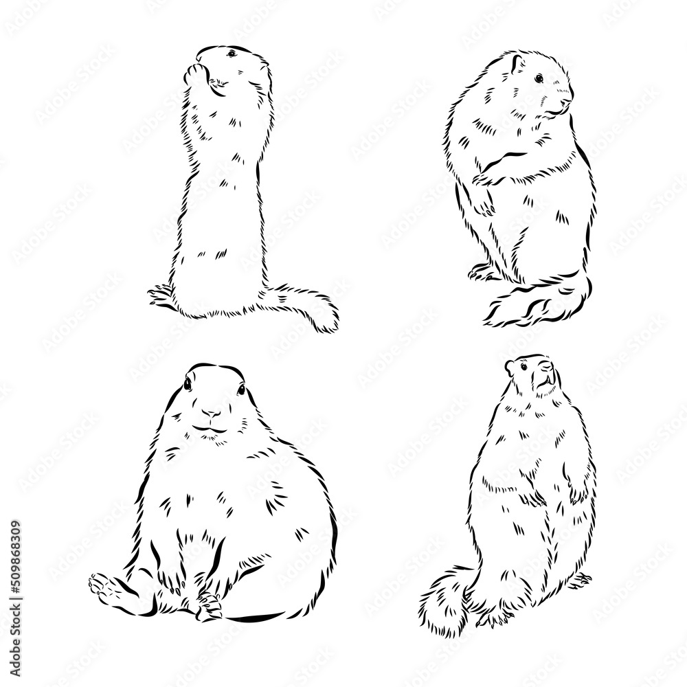 Set of hand drawn vector illustration. Realistic groundhogs in ...