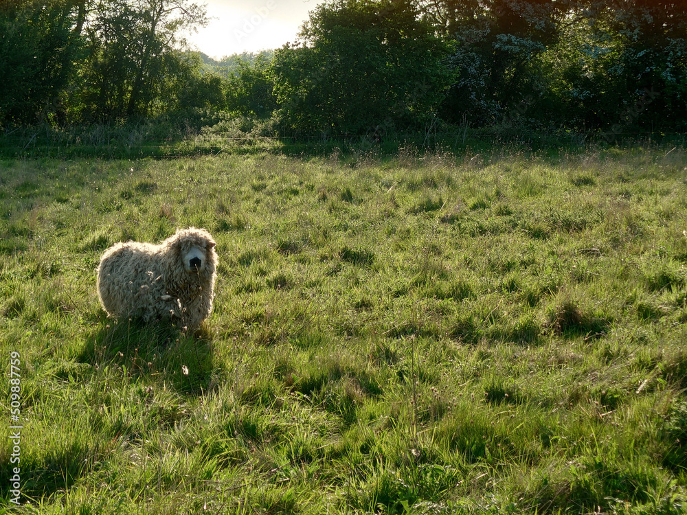 Lone Greyface dartmoor ram in a field of overgrown grass and trees and ...
