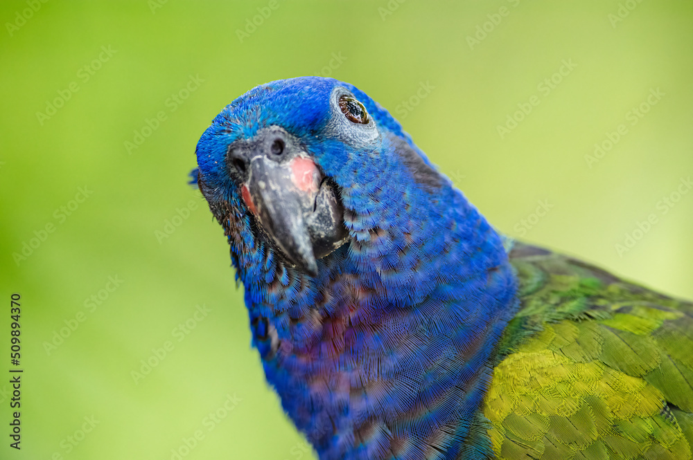 Blue Headed Pionus