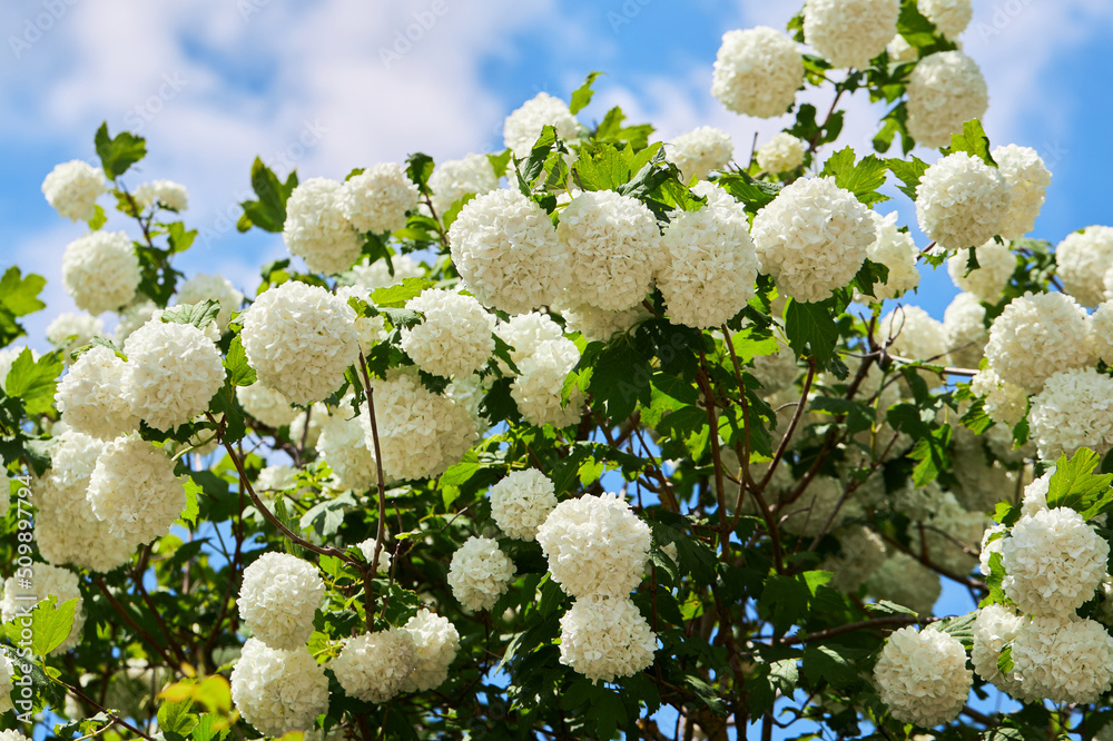 Beautiful Viburnum Opulus tree close up (Roseum - Snowball Viburnum ...