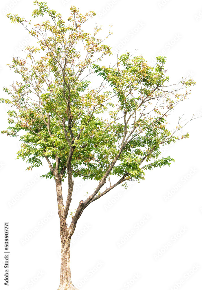 Tree Isolated Stock Photo | Adobe Stock