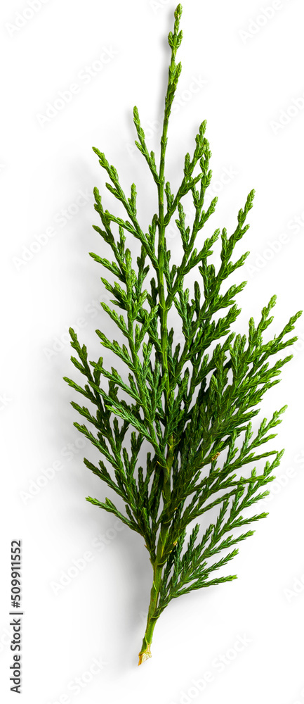 Fir Leaf Stock Photo | Adobe Stock