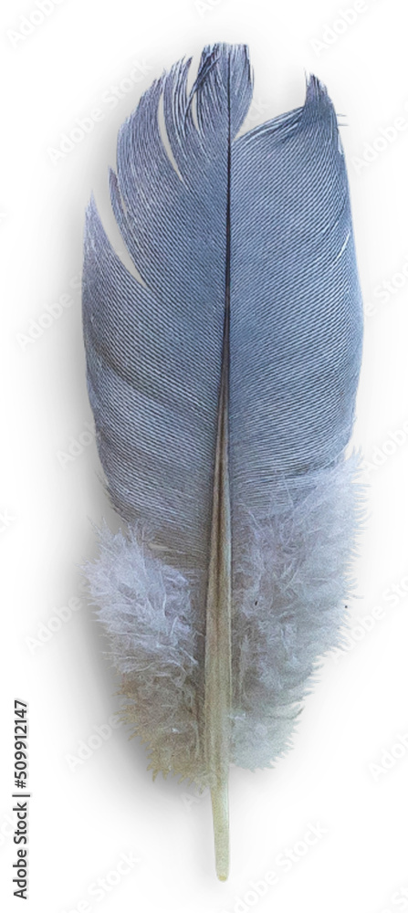 Feather Stock Photo | Adobe Stock