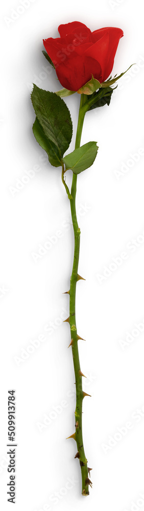 Rose with Stem Red Stock Photo | Adobe Stock