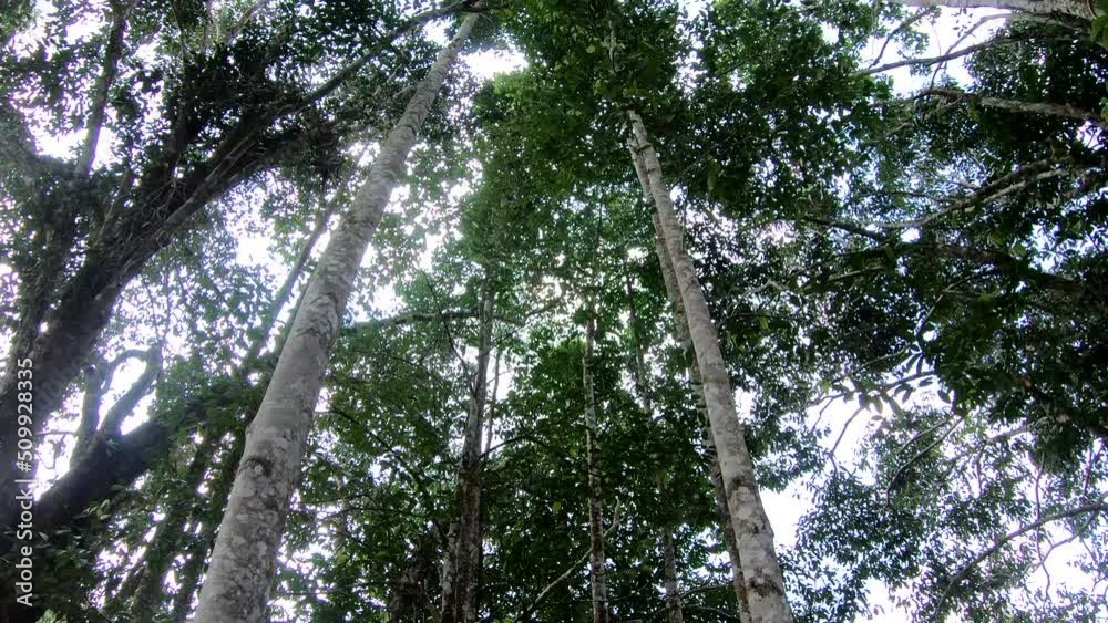 Agarwood tree in the plant Stock Video | Adobe Stock