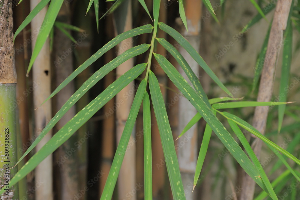 dry bamboo texture with a large size that in bamboo forest. details of ...