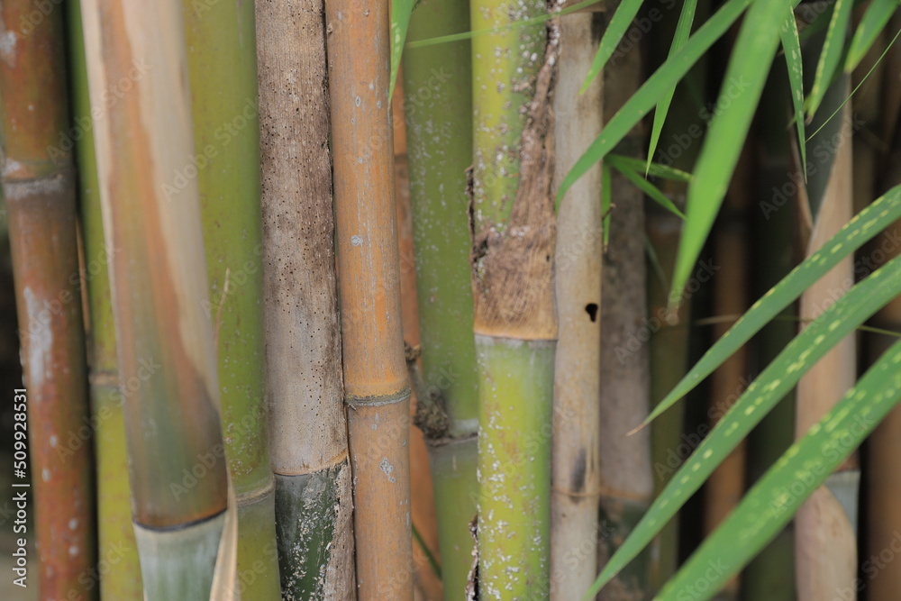 dry bamboo texture with a large size that in bamboo forest. details of ...