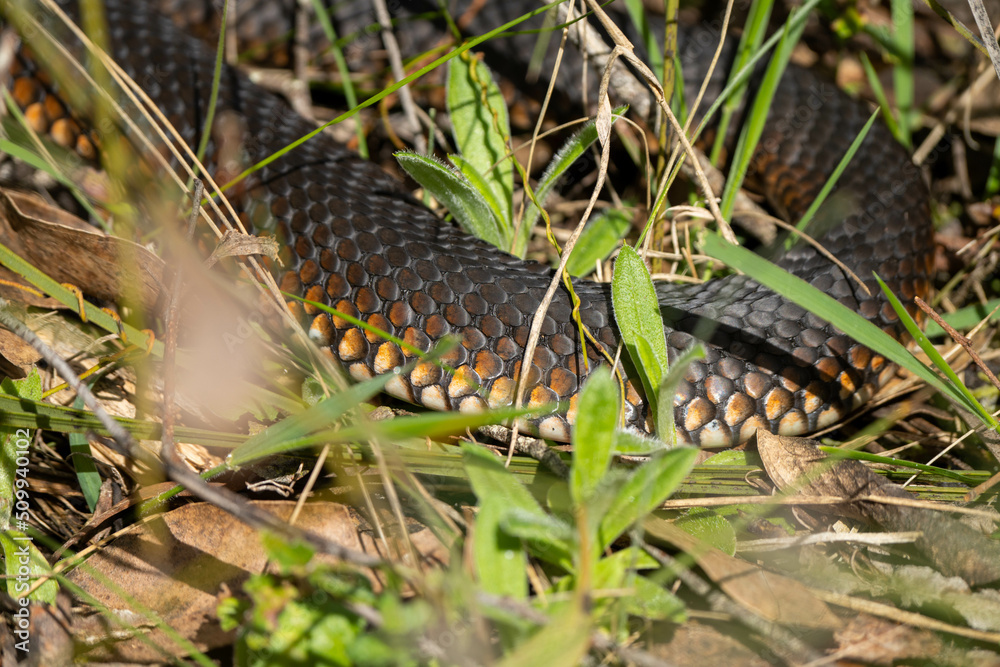 tiger snake in the australian bush warming up in the sun in tasmania ...