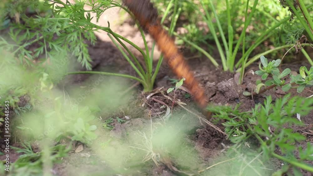 Farmer hand pick fresh dirty carrots, shaking it off, organic vegetable ...