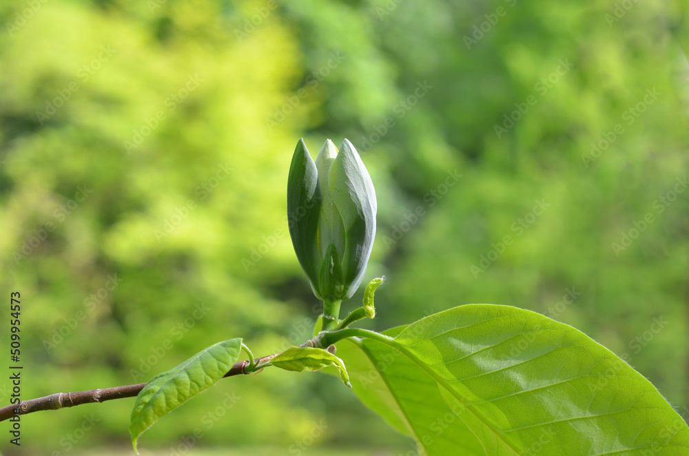 Bud of cucumber-tree (yellow Magnolia acuminata)at the beginning of ...