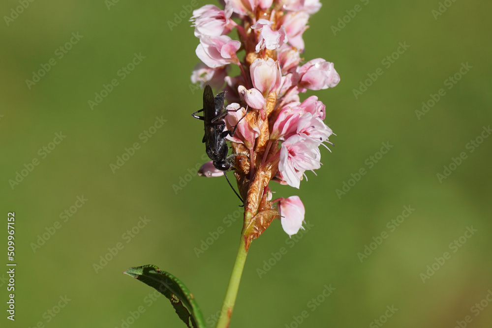 Auplopus carbonarius. Family spider wasps (Pompilidae) walking on a ...