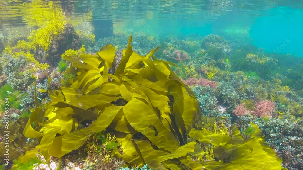 Kelp seaweed with colorful algae underwater in the ocean in shallow ...
