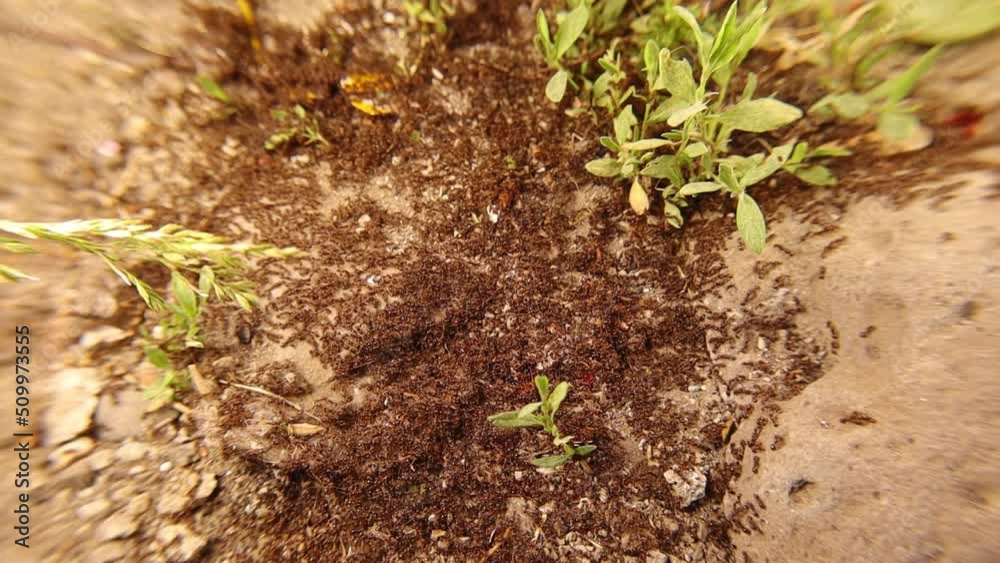 Ant War between two colonies of ants. Battle of ants, Crowds, Army ...