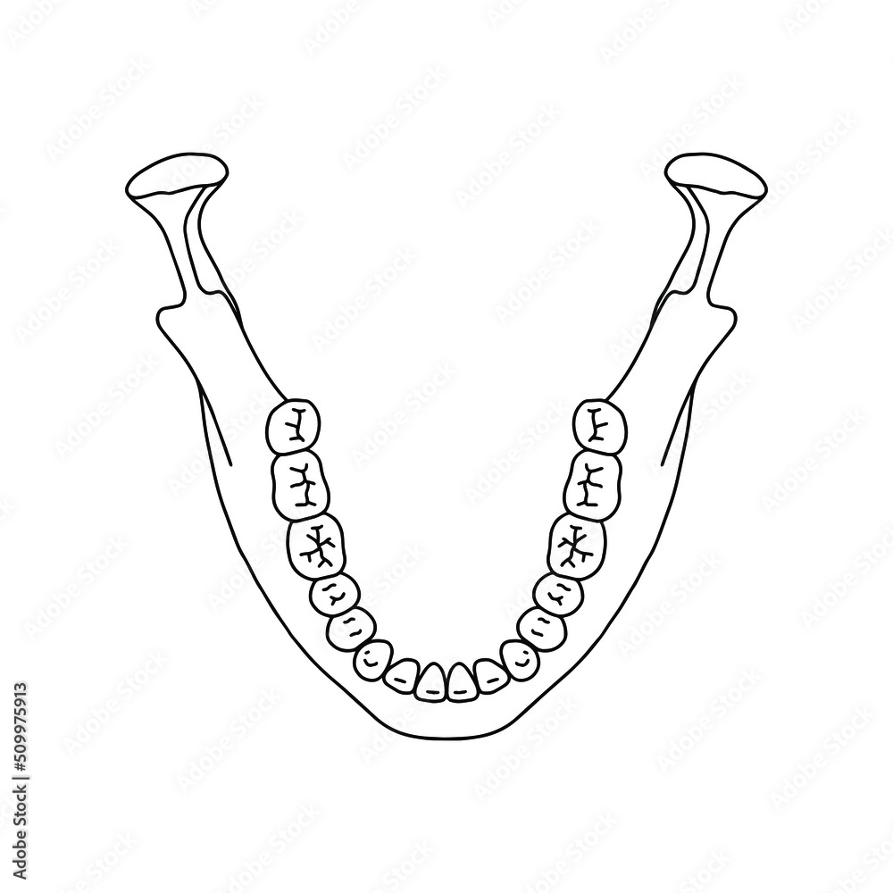 Mandible of adult. Anatomy of the human head. Stock Vector | Adobe Stock