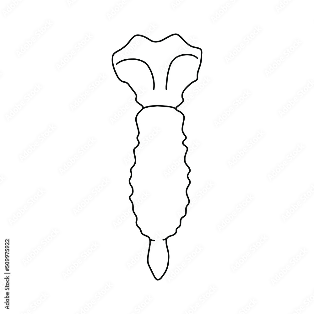 Human body sternum bone anatomy. Structure of the thoracic wall. Stock ...