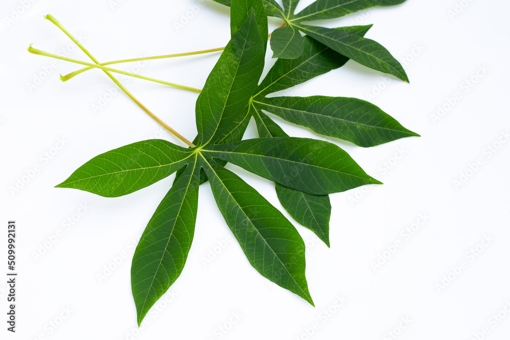 Cassava leaves on white background. Stock Photo | Adobe Stock