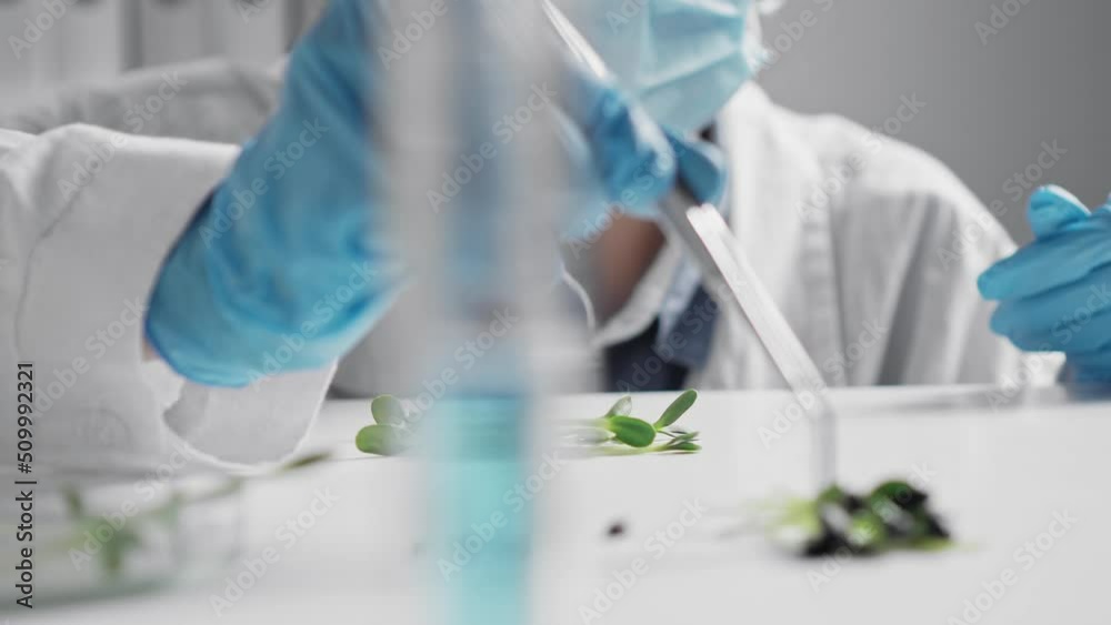 Plant, GMO in laboratory - biotechnology and GMO concept. Food quality ...
