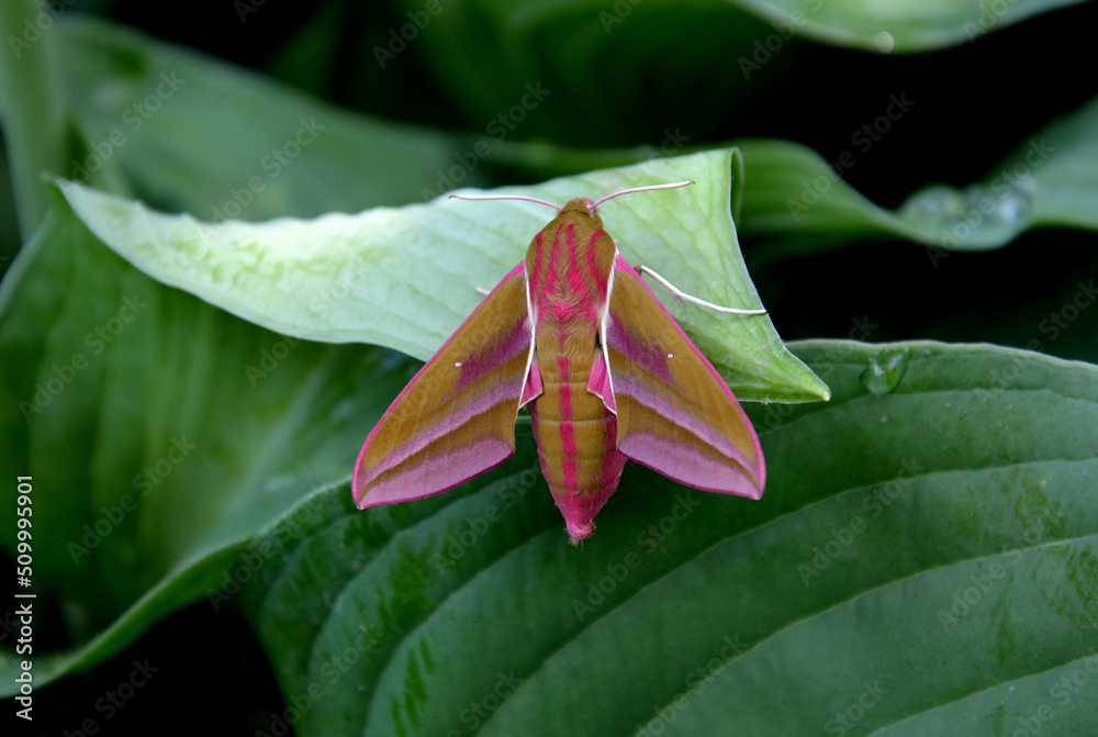 Stockfoto The pink moth is a real handsome man, elegant and at same ...
