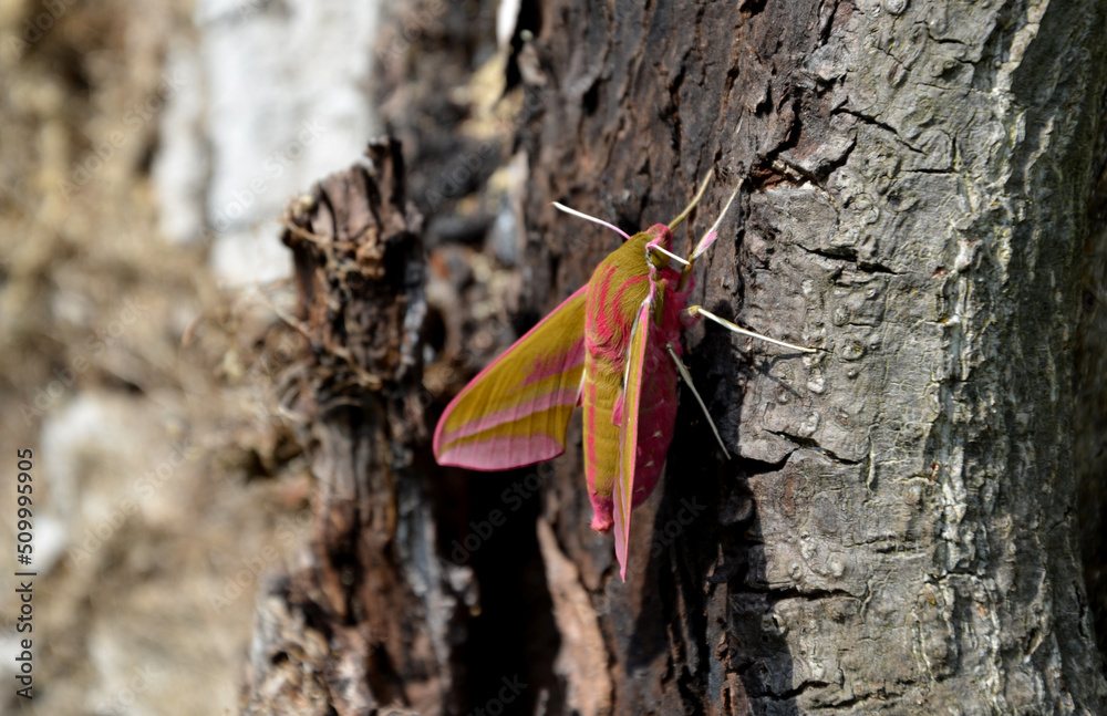 The pink moth is a real handsome man, elegant and at same time cute ...