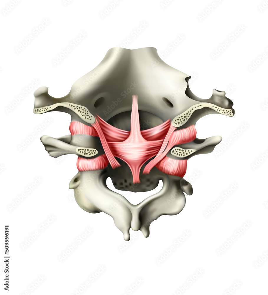 Muscular system with joints of the cervical vertebrae and occipital ...