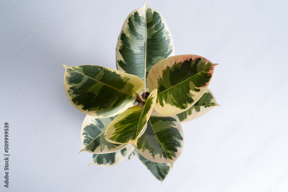 Ficus Elastica Tineke aka Rubber Fig variegated plant leaf close up in ...