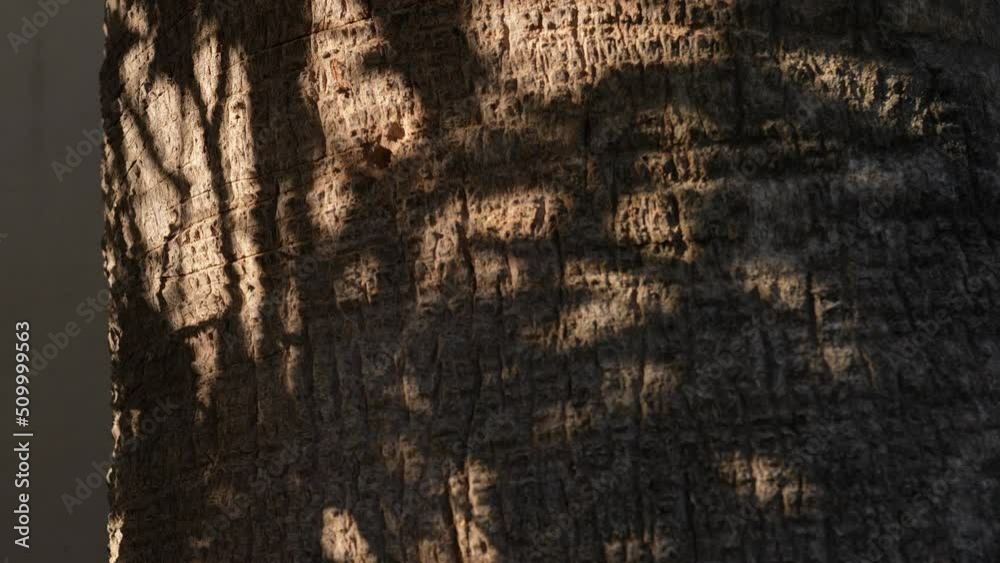 Natural grey shadows falling down on texture of brown organic tree bark ...