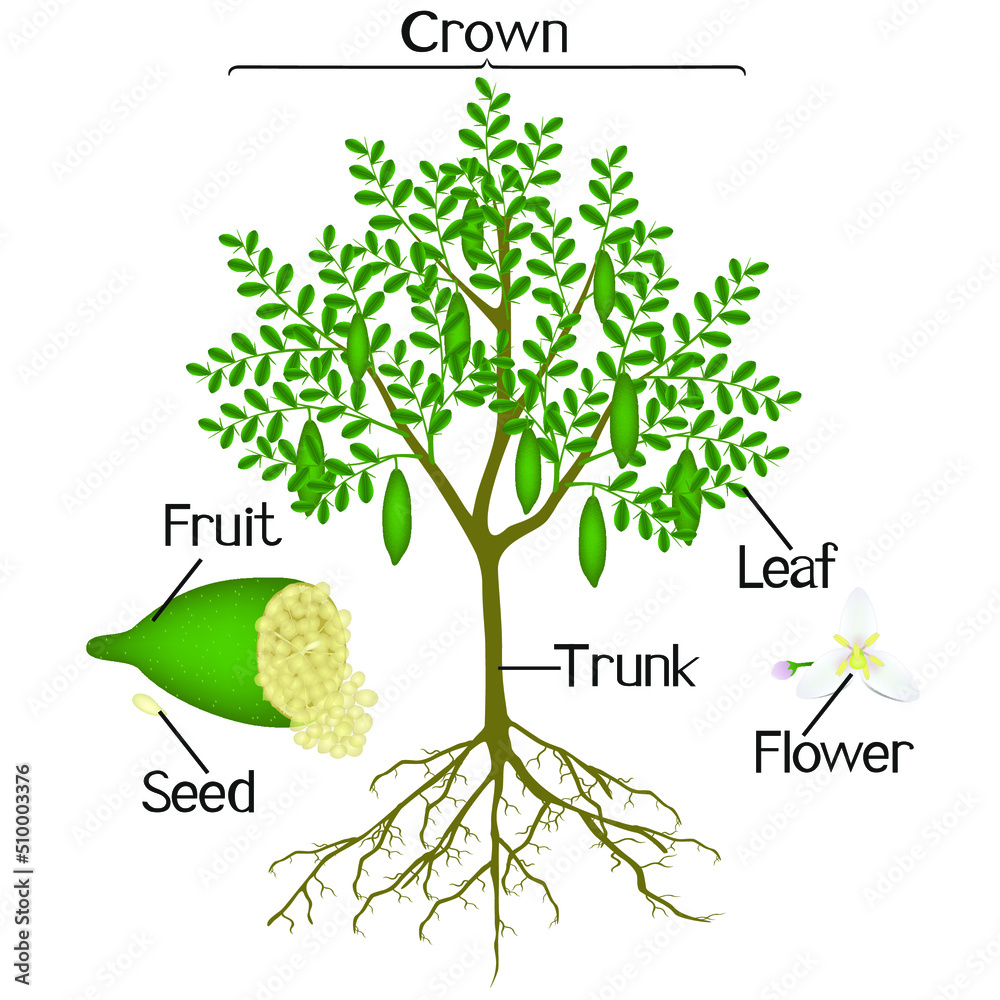 Parts of finger lime tree on a white background. Stock Vector | Adobe Stock