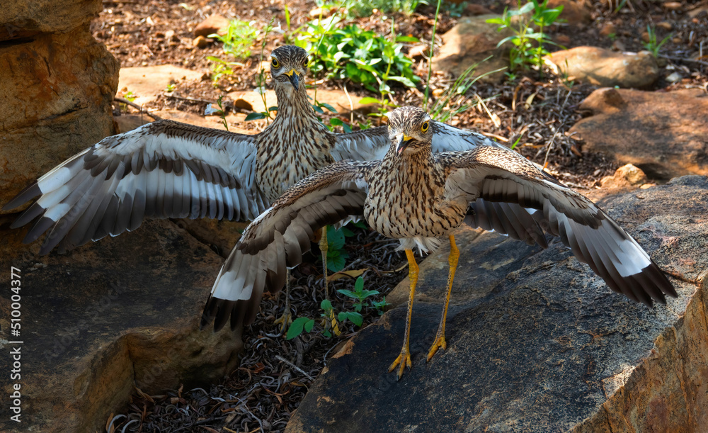 A pair of spotted thick-knees, also known as dikkop or Cape dikkkop ...