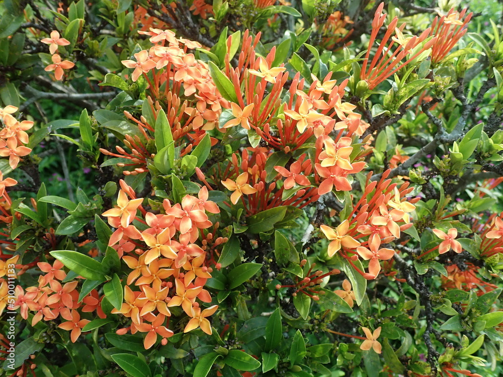 Saraca asoca (the ashoka tree) is a plant belonging to the Detarioideae ...