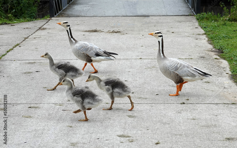 Family goose crosses the pedestrian path. Father, mother and three ...