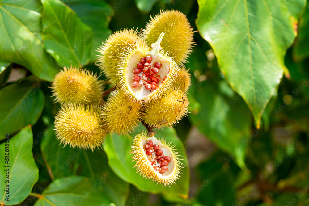 photography. of yellow annatto, seeds of this plant is used as a ...