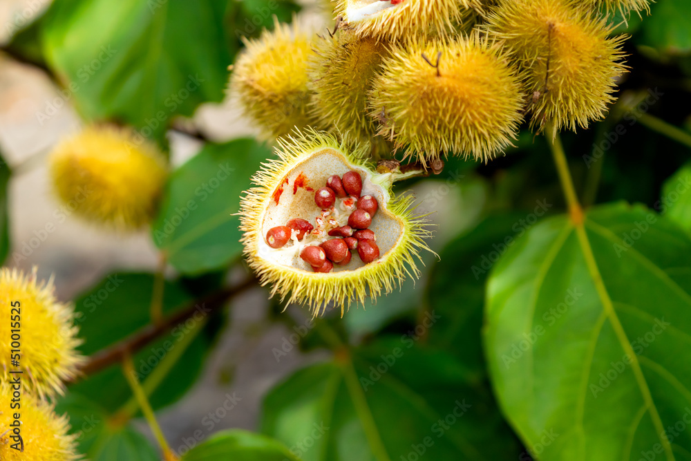 photography. of yellow annatto, seeds of this plant is used as a ...