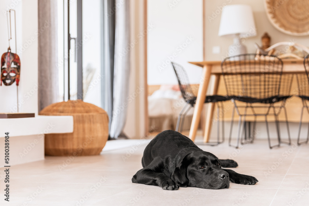 Young shinning black labrador napping on the floor at the entrance to ...