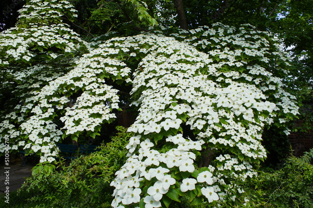 Cornus kousa (also Benthamidia kousa), the Kousa dogwood, is a small ...