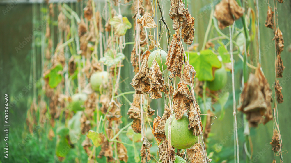 Foto de Planted melons are attacked by plant diseases. Farmer's concept ...