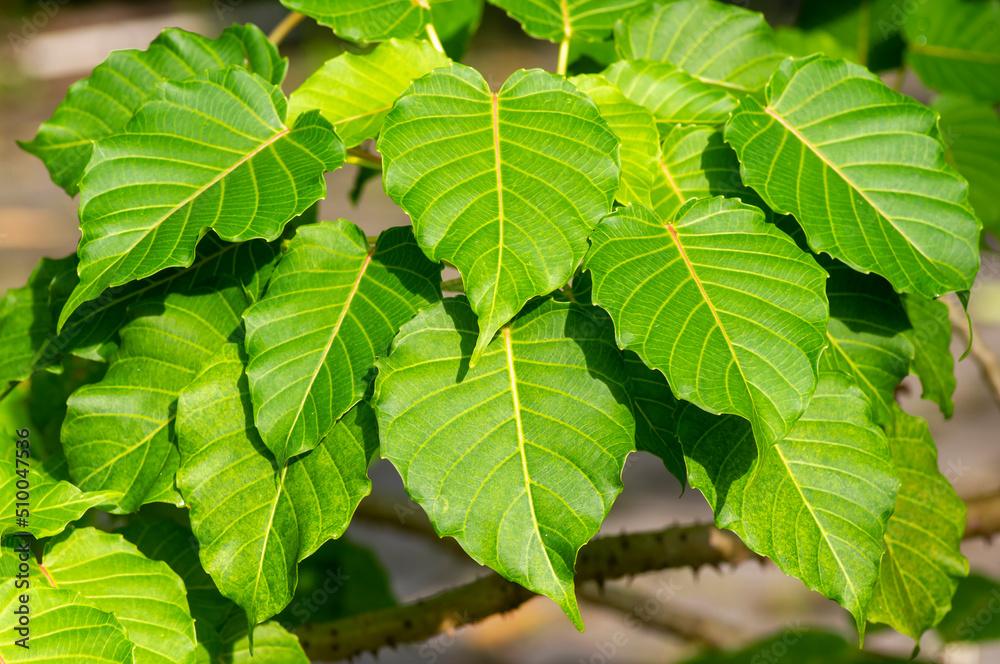 Kalpataru (Ficus religiosa), bodhi tree green leaves, selected focus ...