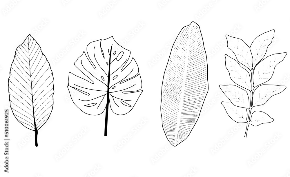 Set of tropical leaves with black outline on white background Vector ...