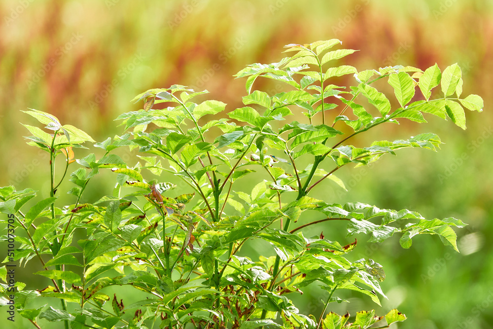 Fraxinus excelsior, known as ash, or European ash or common ash to ...