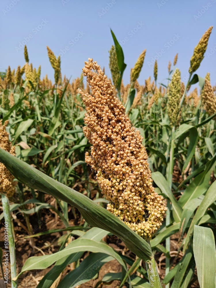 Sorghum, sourghum plants field crops in farm, jawar crop field farming ...