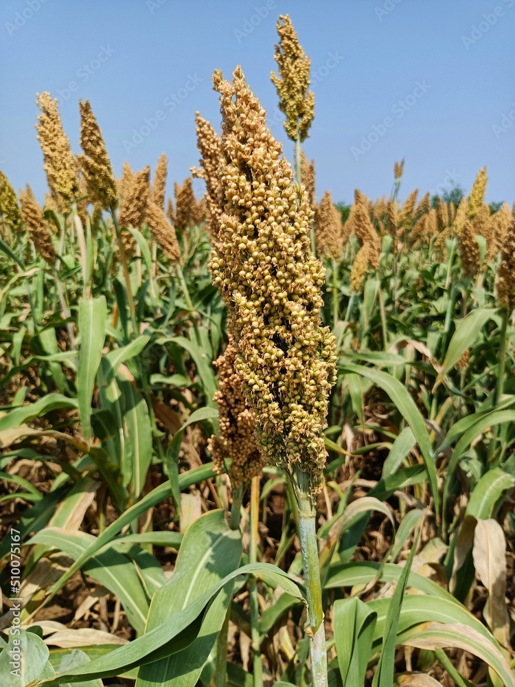 Sorghum, sourghum plants field crops in farm, jawar crop field farming ...