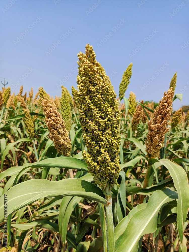Sorghum, sourghum plants field crops in farm, jawar crop field farming ...
