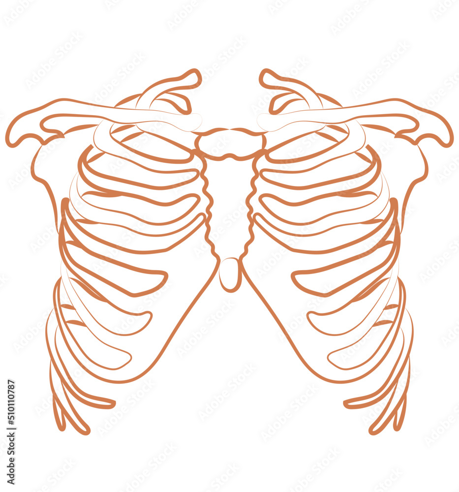 Human chest skeleton illustration Stock Vector | Adobe Stock