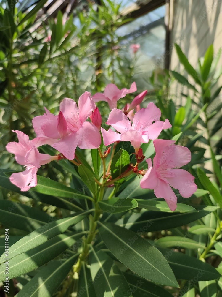 Bouquet of flowers of a tropical plant pink oleander in a plant ...