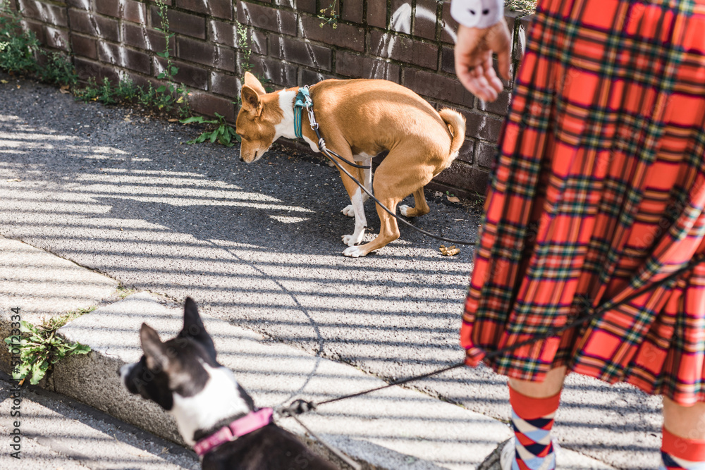 Man in a kilt waiting for his basenji dog poop Stock Photo | Adobe Stock