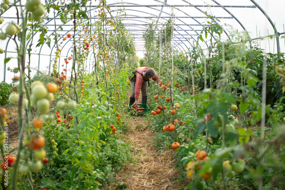 Female farmer harvesting tomatoes Stock Photo | Adobe Stock
