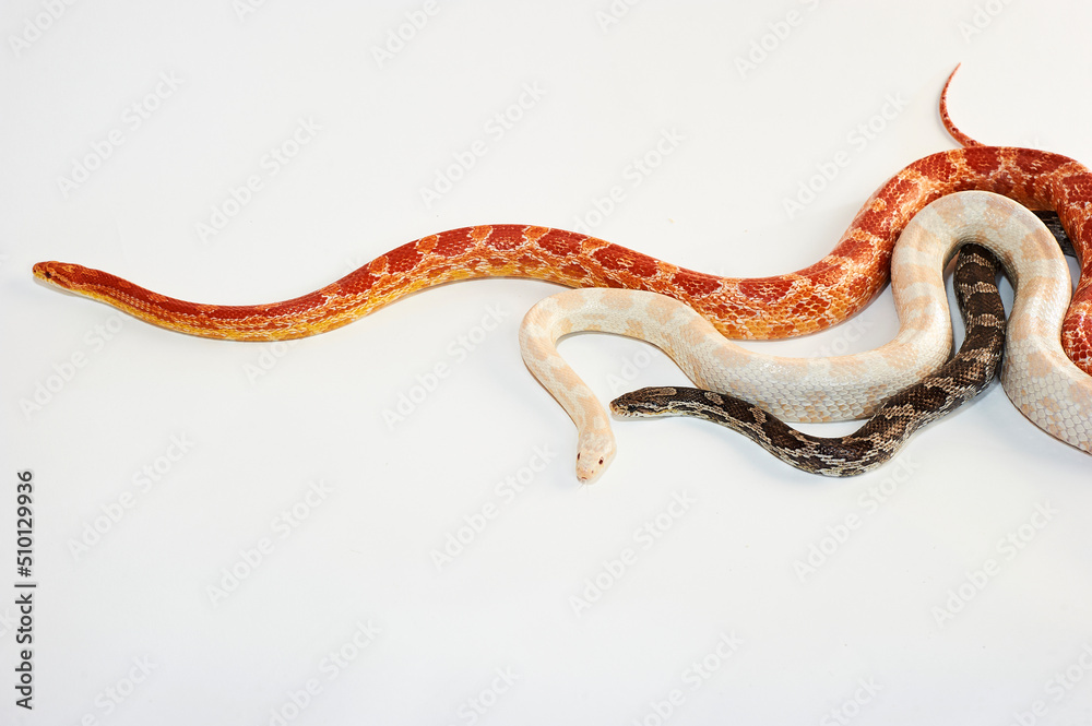 Snakes pose for a portrait. Stock Photo | Adobe Stock