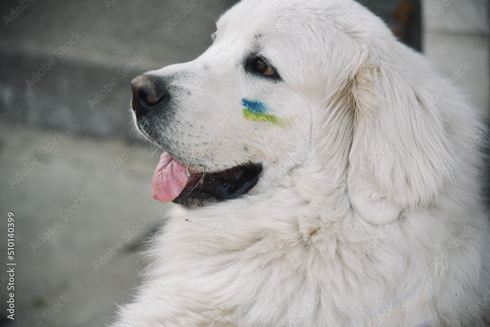 smile Stock Photo | Adobe Stock