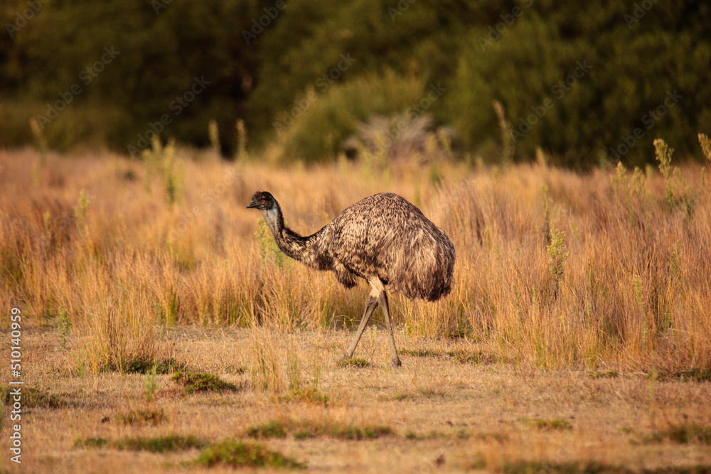 a lone Australian native Emu in native grasslands of Wilsons Promontory ...